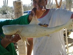 Tubarão Ciclope Assusta os Mexicanos: Animal tem um Olho Só, Fotos