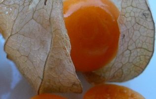 Como Plantar Physalis no Vaso- Dicas de Cultivo da Fruta Exótica