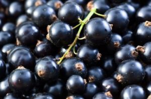 Groselha Preta - Nutrientes, Vitaminas e Benefícios da Groselha Negra ...