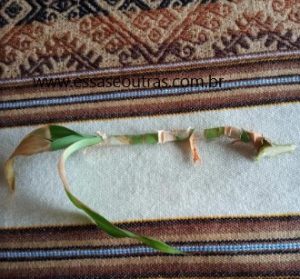 Caule do Bambu Amarelando – Como Salvar Bambu da Sorte e Cuidados